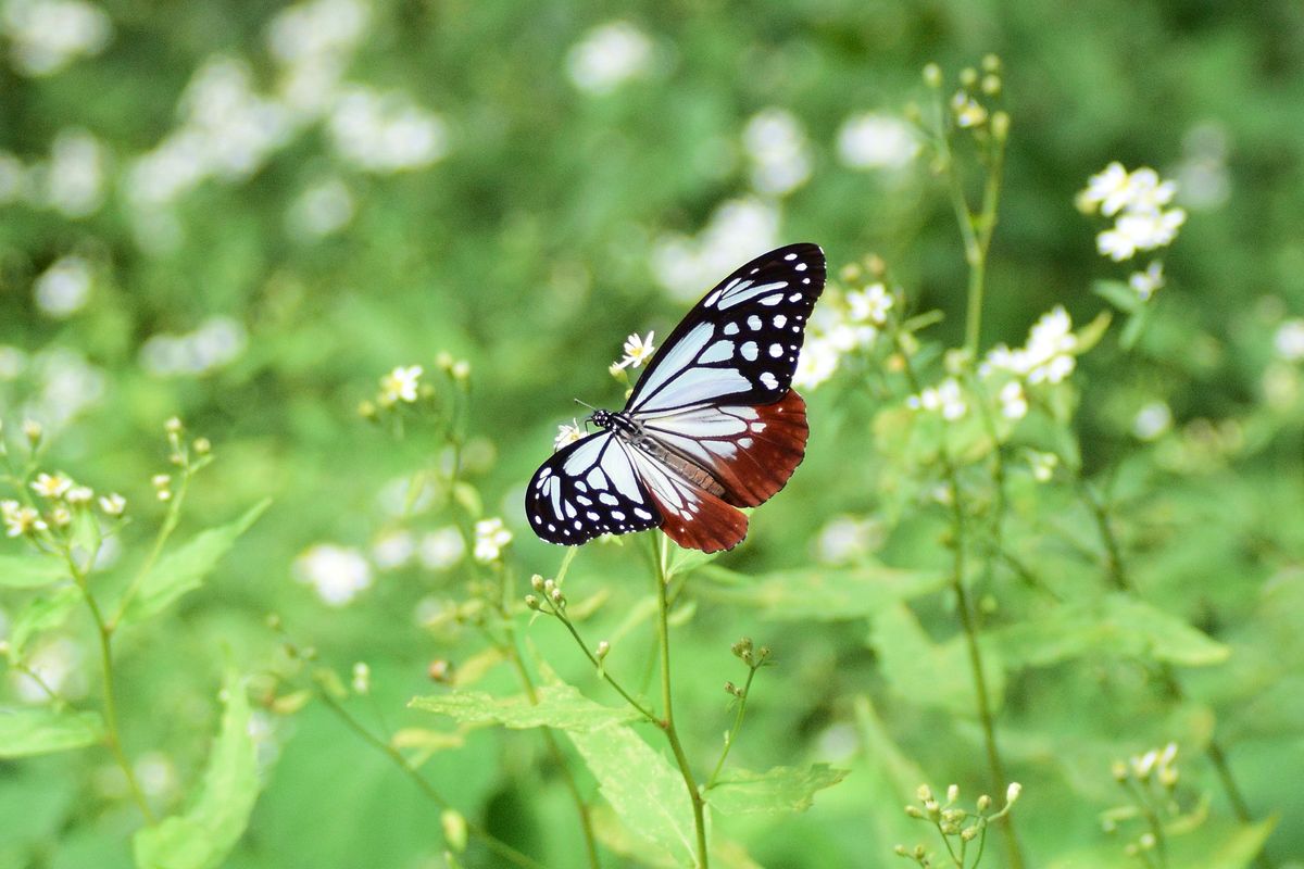 アサギマダラシーズン開幕！♪・・・奥日光・千手ケ浜 : 『私のデジタル写真眼』