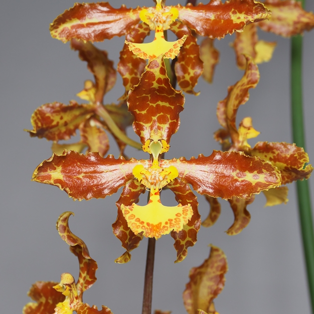 花咲か父さん 洋らん栽培