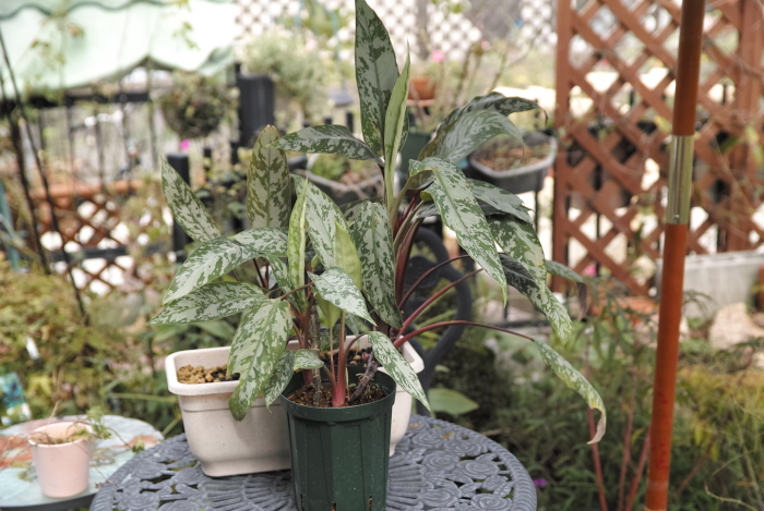 Apoballis acuminatissima : PlantsCade -2nd effort