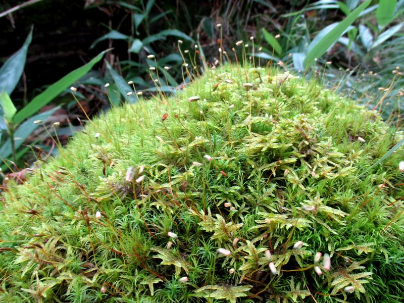 尾瀬 秋の尾瀬沼から鬼怒沼へテント泊縦走（前編） Ozenuma to Kinunuma in Oze National Park ...