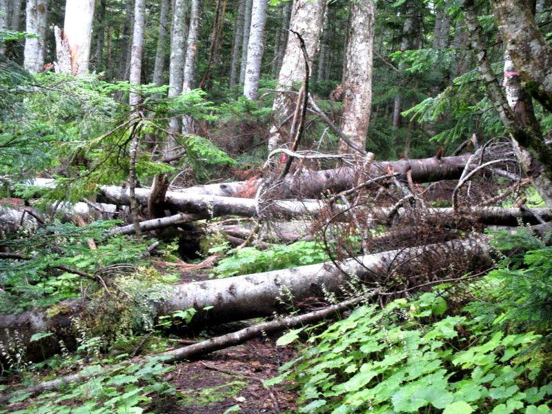 尾瀬 秋の尾瀬沼から鬼怒沼へテント泊縦走（後編） Ozenuma to Kinunuma in Oze National Park ...