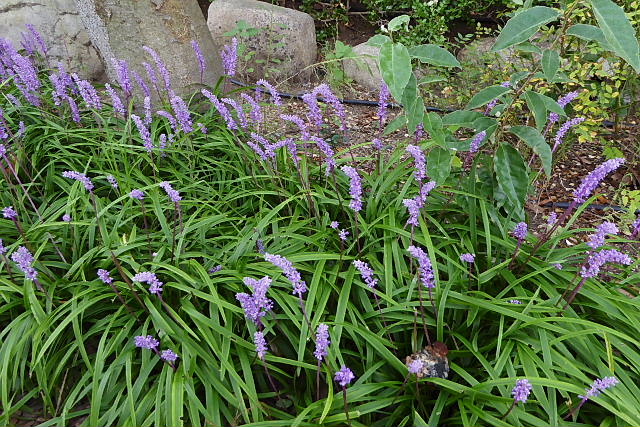 ハイビスカス、クフェア、マリーゴールド、ダリア、藪蘭、小紫、水引、風船唐綿 : 風に吹かれて