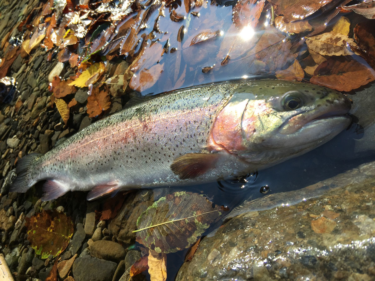 神流川オフシーズンニジマス釣場と箱島スチールヘッド : Down & Across
