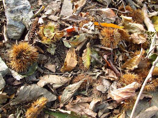 近場の名峰 武奈ｹ岳-1 : SOLO＊WALKER