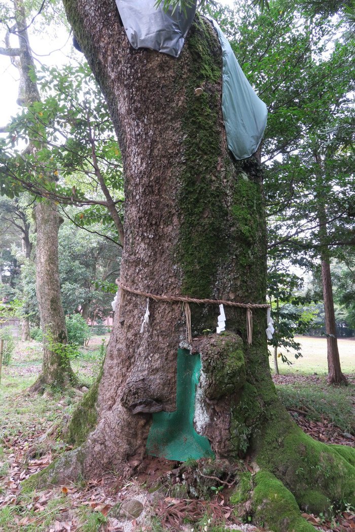 久しぶりの巨木 : 湖西に魅せられて