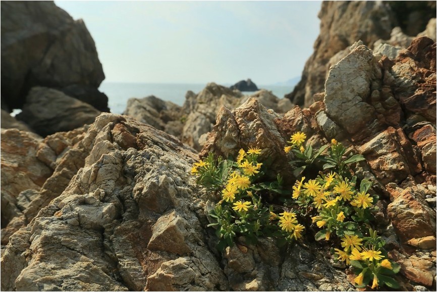 アゼトウナ : 野草風薫