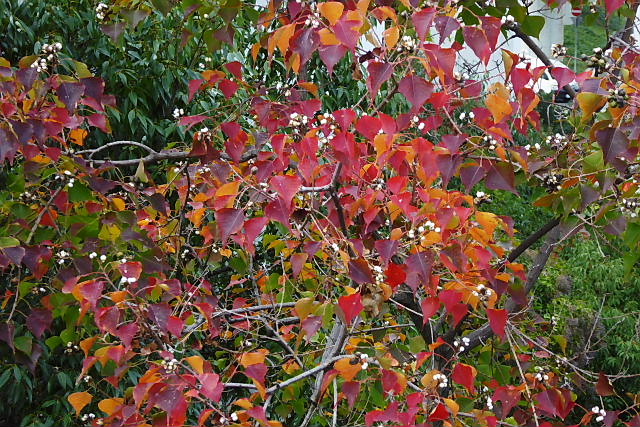 六アイの黄紅葉・北駅付近、南京櫨、大島桜、ユリの木、満天星 : 風に吹かれて