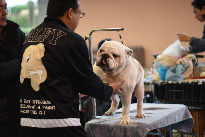 11/14 ブルドッグに会いに行ってきました ドッグショー（岡山県和気市） : bulldog-poo