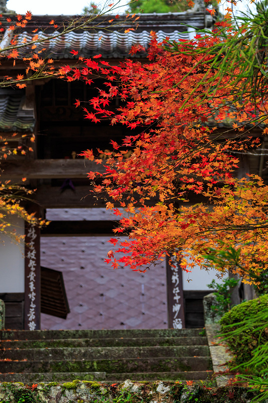 京都の紅葉2015・散り錦（龍穏寺・後編） : 花景色－K.W.C. PhotoBlog