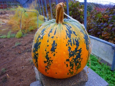 ストライプペポ（種子食用かぼちゃ） : へなちょこおばんざい