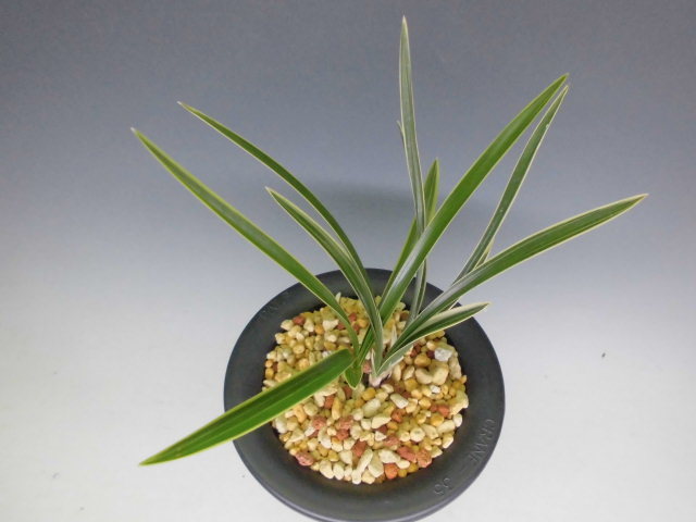 中国春蘭 光宮 : DREAM GRASSES