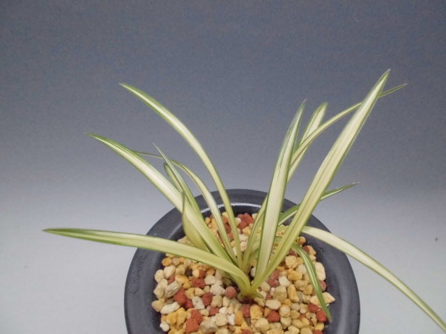 春蘭 吹上の誉 : DREAM GRASSES