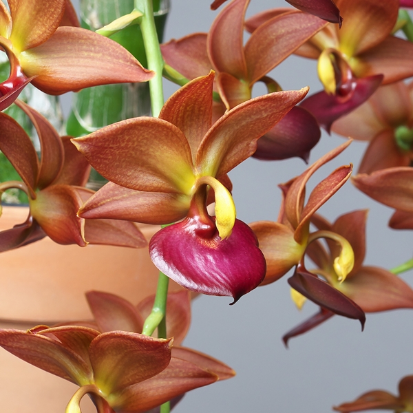 Cycnodes Taiwan Gold 'Taiwan Orange' : 花咲か父さん 洋らん栽培