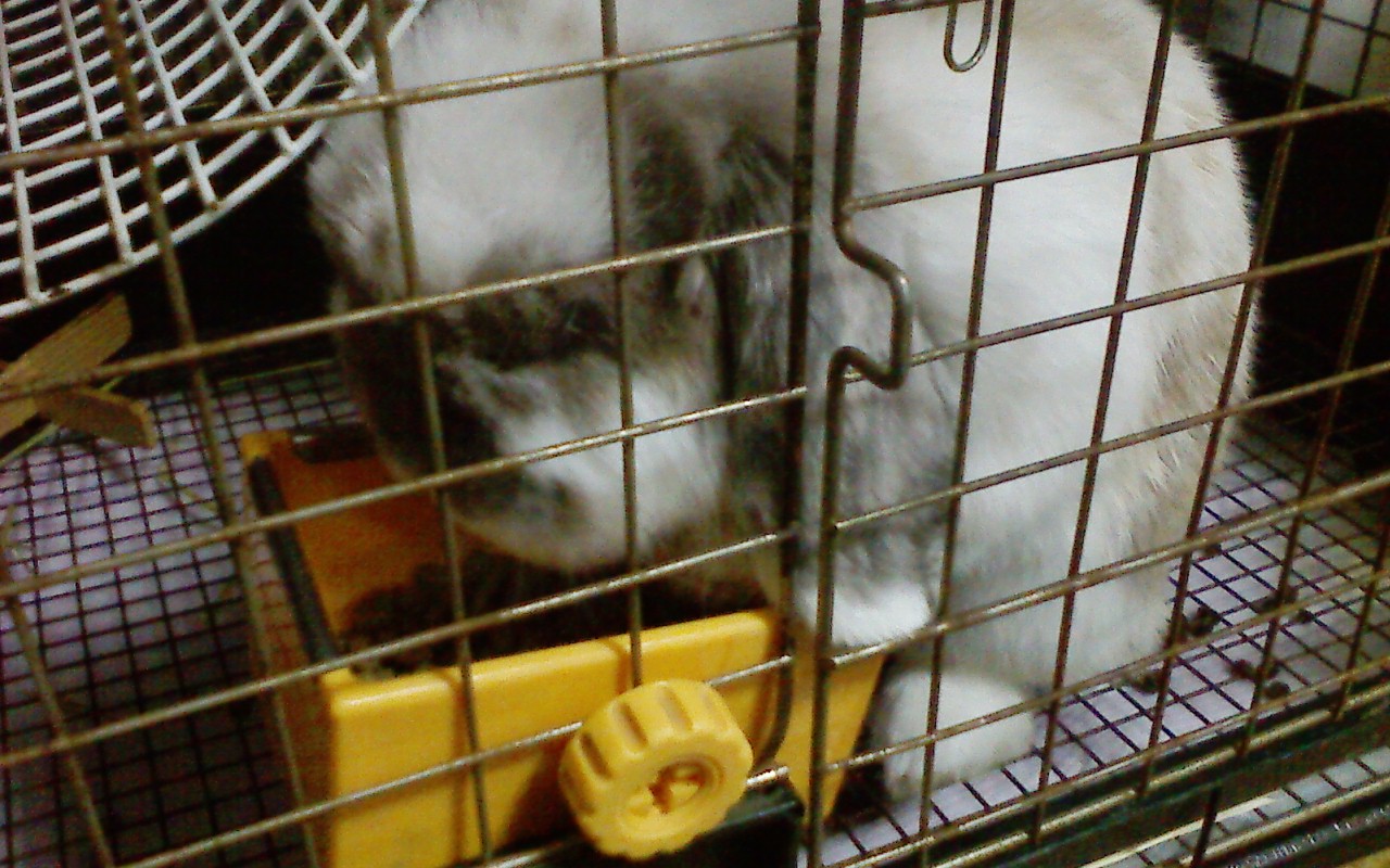 ボクは11歳になりました！ : 自分遺産