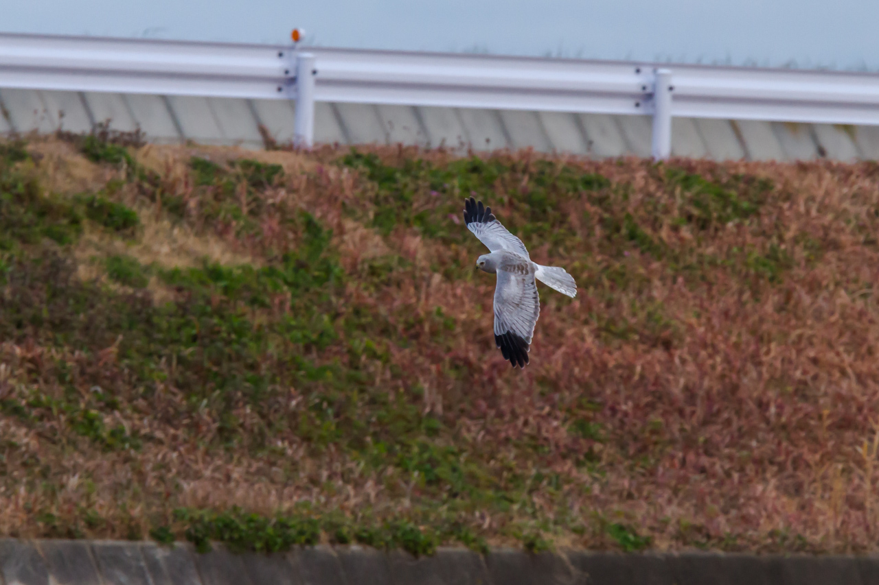 ハイイロチュウヒ 3 : 夫婦でバードウォッチング