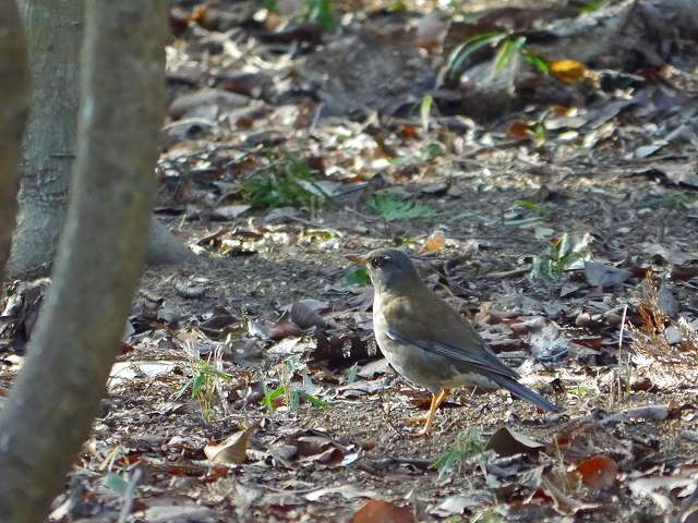 大百池公園の野鳥 : 花と葉っぱ