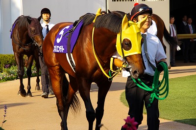 スギノエンデバー（15’スプリンターズS8） : 愛しのサラブレッド写真館