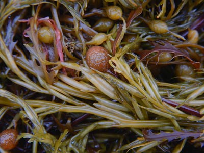 なのりそ : Beachcomber's Logbook