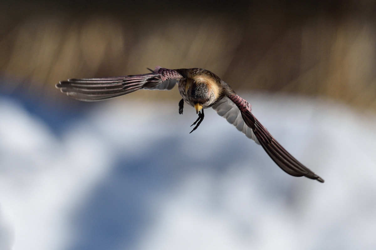 雪山で・・ハギマシコ : 花鳥撮三昧