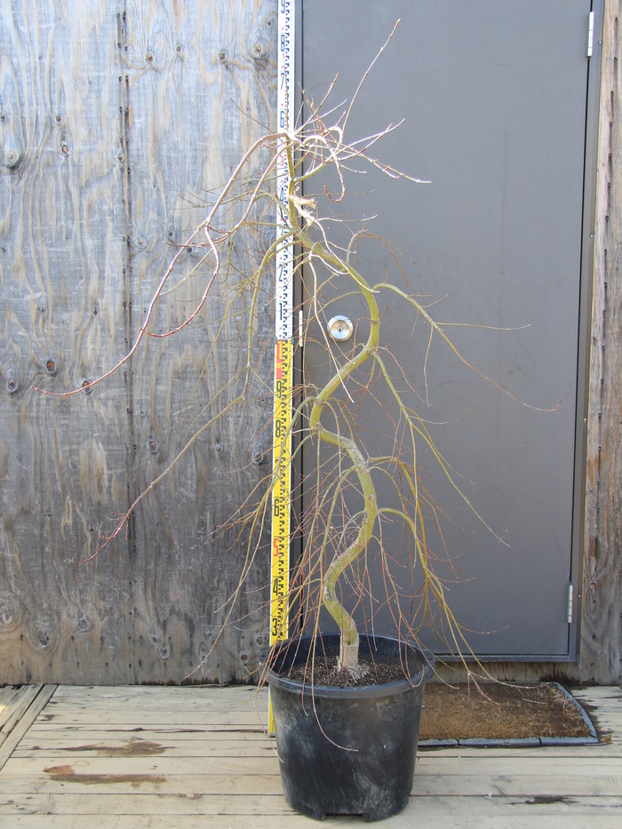 モミジ リュウセン 流泉 販売 価格 値段 画像 写真 庭木 安行 植木 シンボルツリー お問い合わせ商品 : 田中園 -SHOP ...