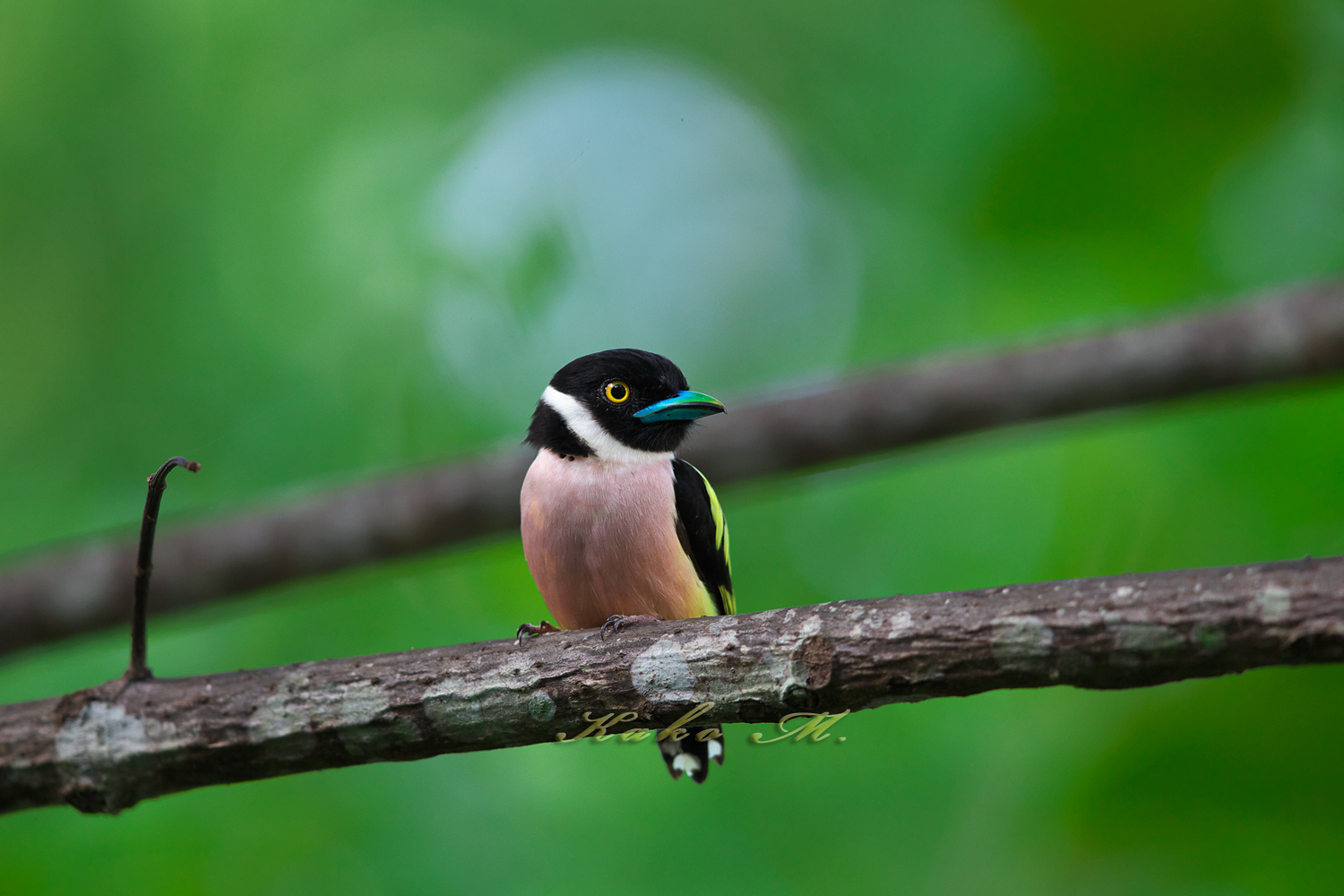 クビワヒロハシ Black-and-Yellow Broadbill : ぼちぼち、と・・・！（野鳥大好き\(^o^)／）
