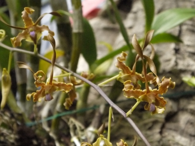 Den.helix ×discolor : じいじの蘭日和