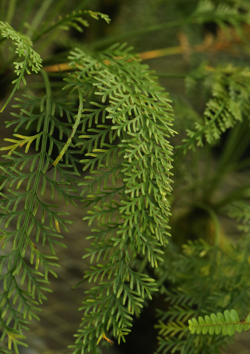 ヒノキシダ Asplenium prolongatum : 鳥平の自然だより（植物編）