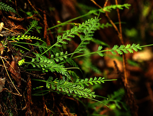 ヒノキシダ Asplenium prolongatum : 鳥平の自然だより（植物編）