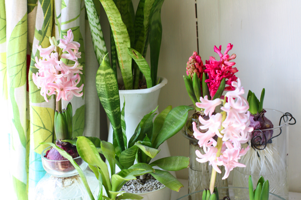 赤いヒヤシンスも咲きはじめました : フェルタート(R)・オフフープ(R)立体刺繍作家PieniSieniのブログ