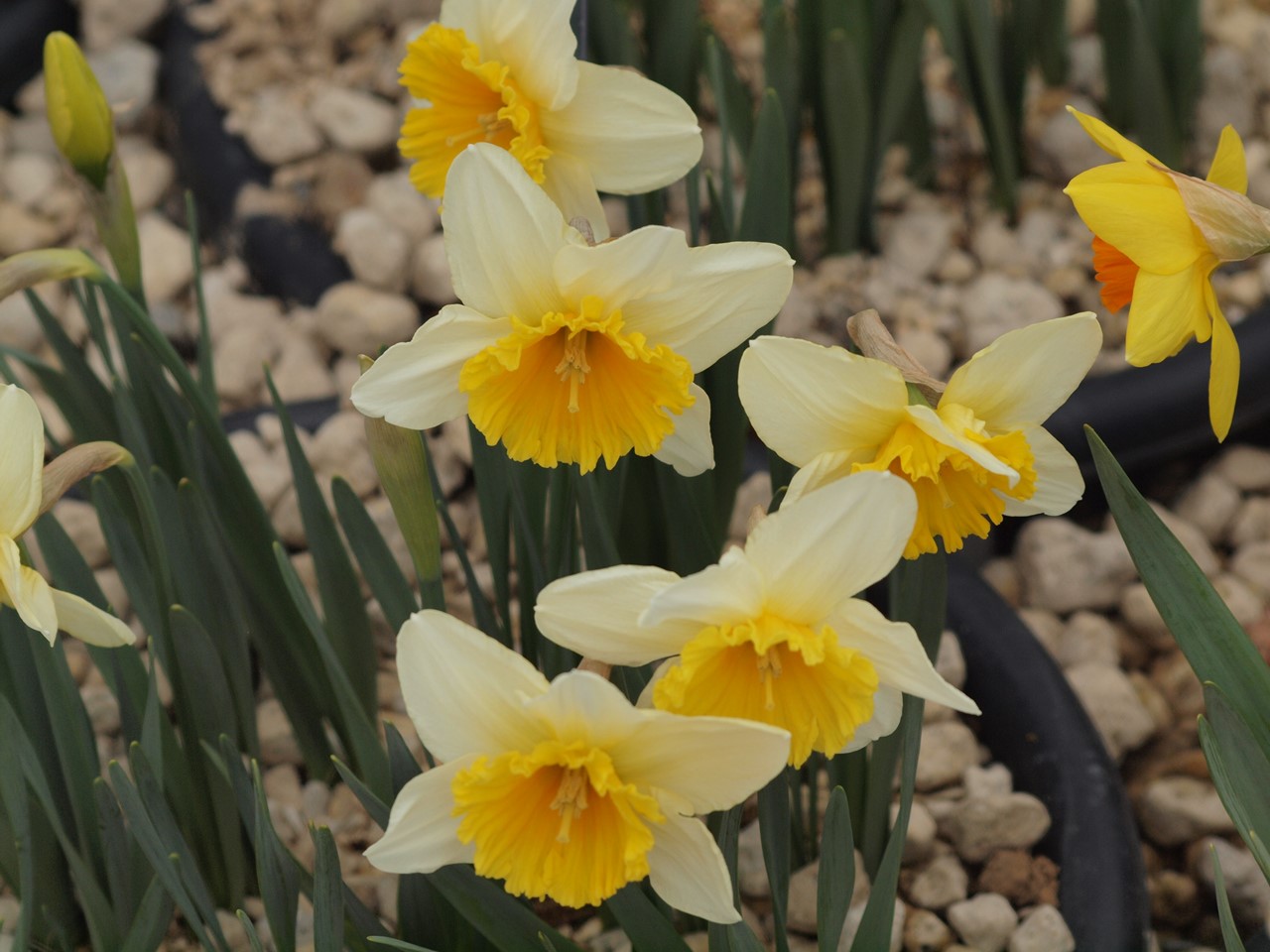 『寄生木(ﾔﾄﾞﾘｷﾞ)の花と水仙達～』 : 自然風の自然風だより