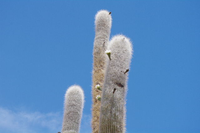 1/7[4] インカ・ワシ島でランチ : COSILOG（こじろぐ）