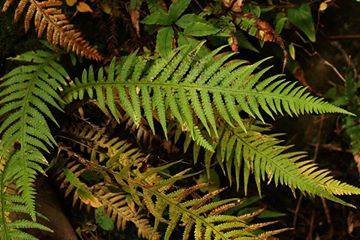 ゲジゲジシダ Thelypteris decursive-pinnata : 鳥平の自然だより（植物編）