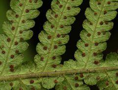 ゲジゲジシダ Thelypteris decursive-pinnata : 鳥平の自然だより（植物編）