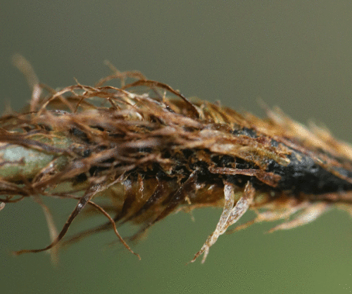 ヒロハイヌワラビ Athyrium wardii : 鳥平の自然だより（植物編）