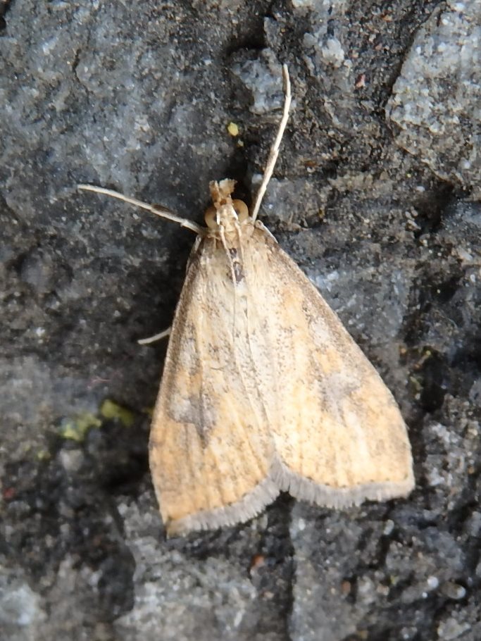 クロモンキノメイガ Udea testacea : 写ればおっけー。コンデジで虫写真