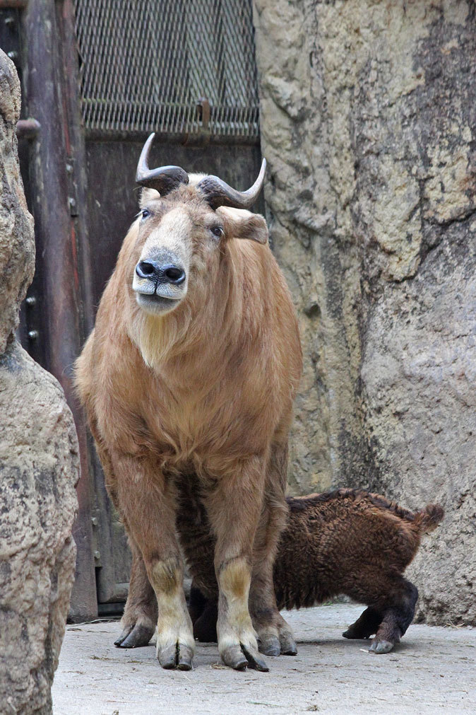 ターキンっ仔メイとオーキ母さん～授乳 : 続々・動物園ありマス。