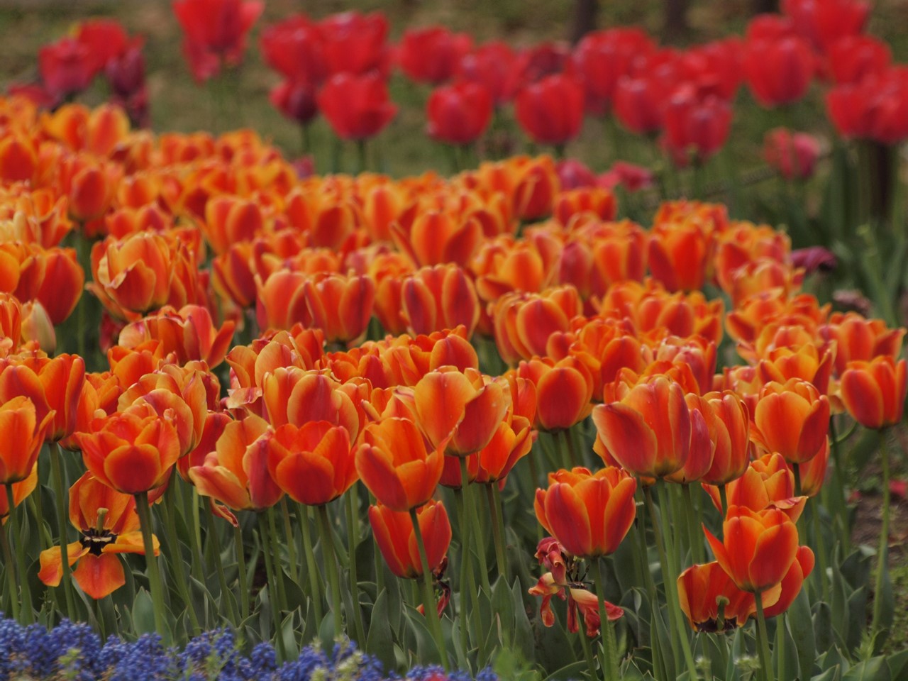 『木曽三川公園センターチューリップ祭』 : 自然風の自然風だより