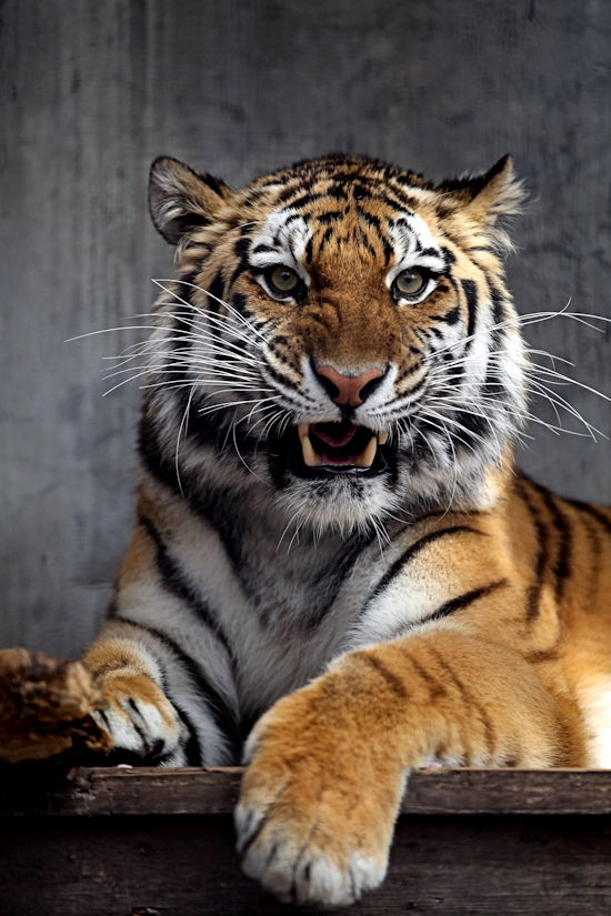 狙う「チグ」 : 動物園放浪記