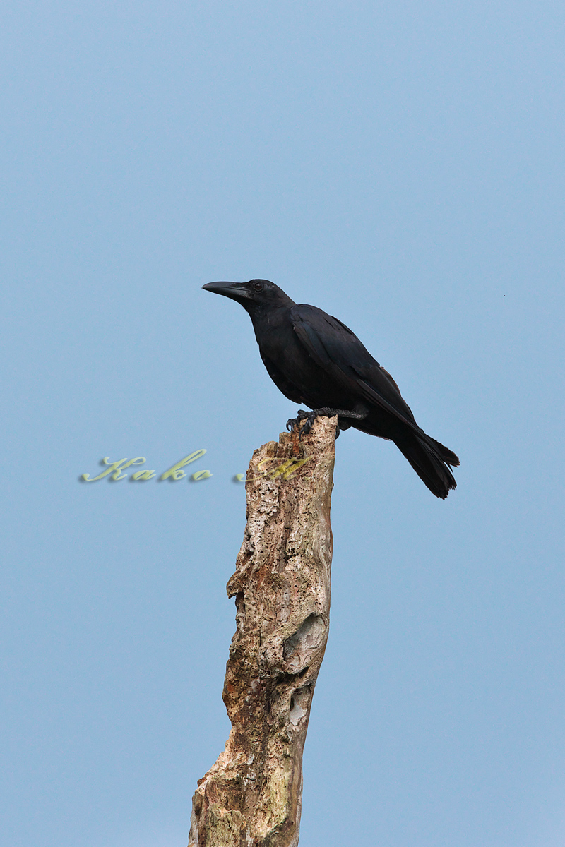 スンダガラス Slender-Billed Crow : ぼちぼち、と・・・！（野鳥大好き\(^o^)／）