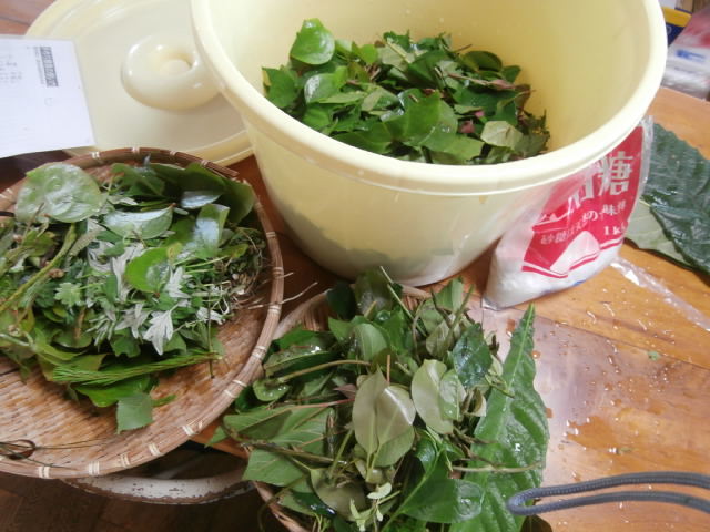 春の酵素作り : 今日の気晴らし