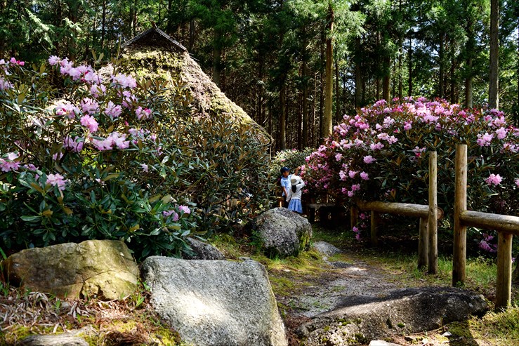 田嶋農園のシャクナゲ : 尾張名所図会を巡る