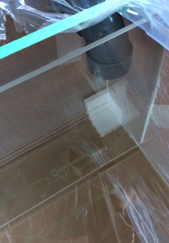 ピューリゲンってみました。 : ビーボックスアクアリウム 海水魚・サンゴ情報