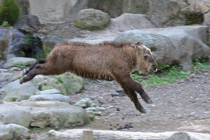 ゴールデンターキンっ仔メイ～お母さんといっしょ : 続々・動物園ありマス。