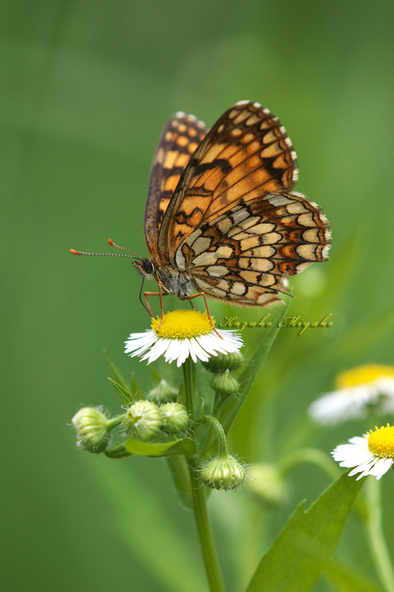 ウスイロヒョウモンモドキ（学名： Melitaea protomedia protomedia ） : ぼちぼち、と・・・！（野鳥大好き ...