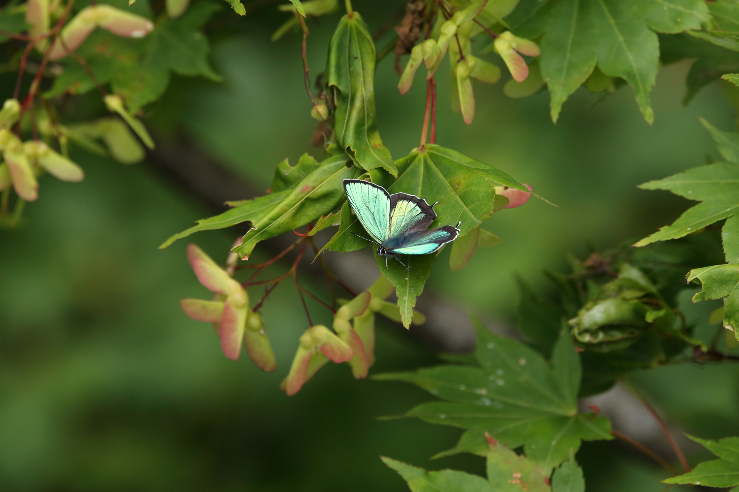 メスアカミドリシジミ : Lycaenidaeの蝶鳥撮影日記