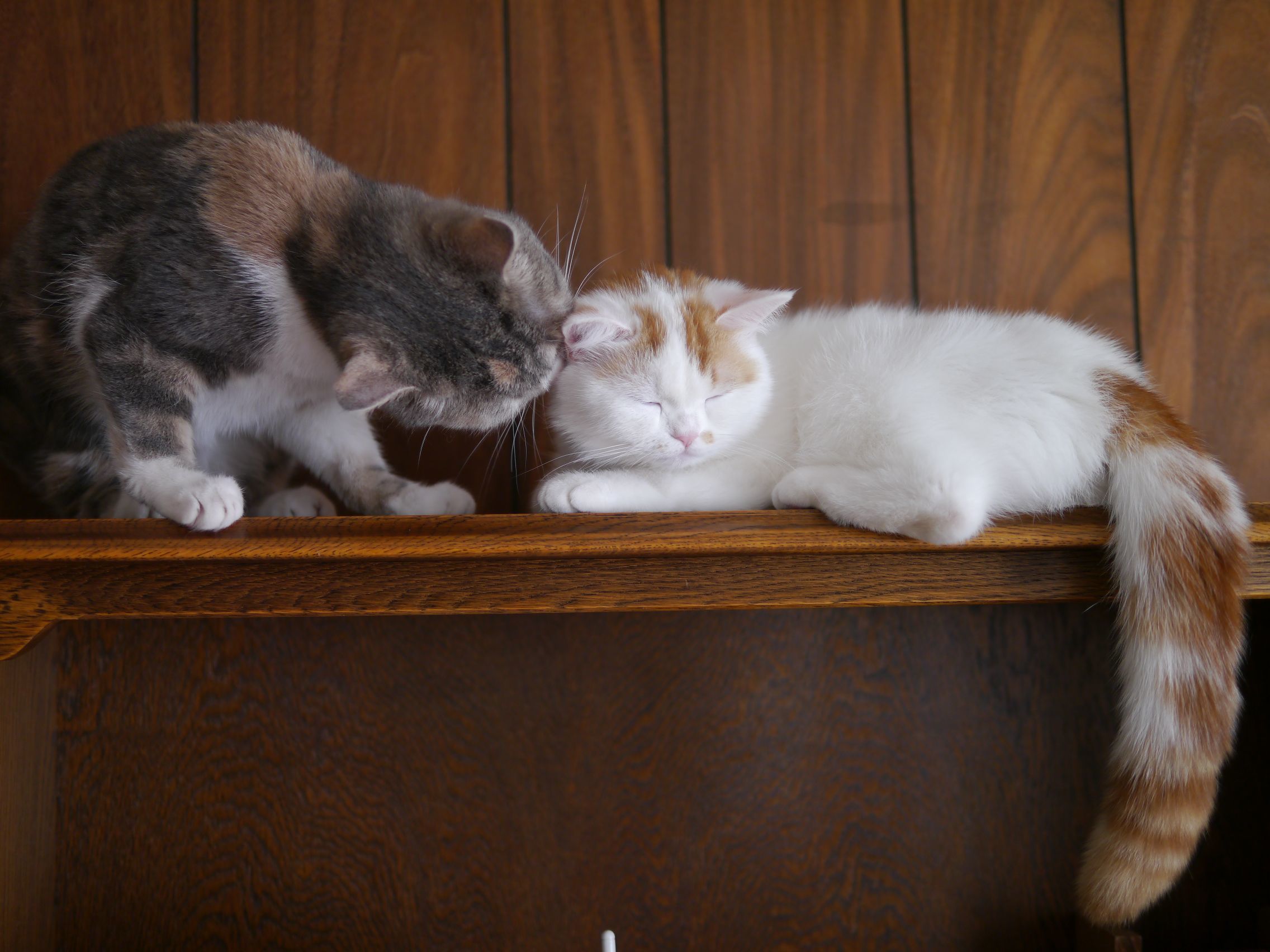 猫同士 : 土筆の庭