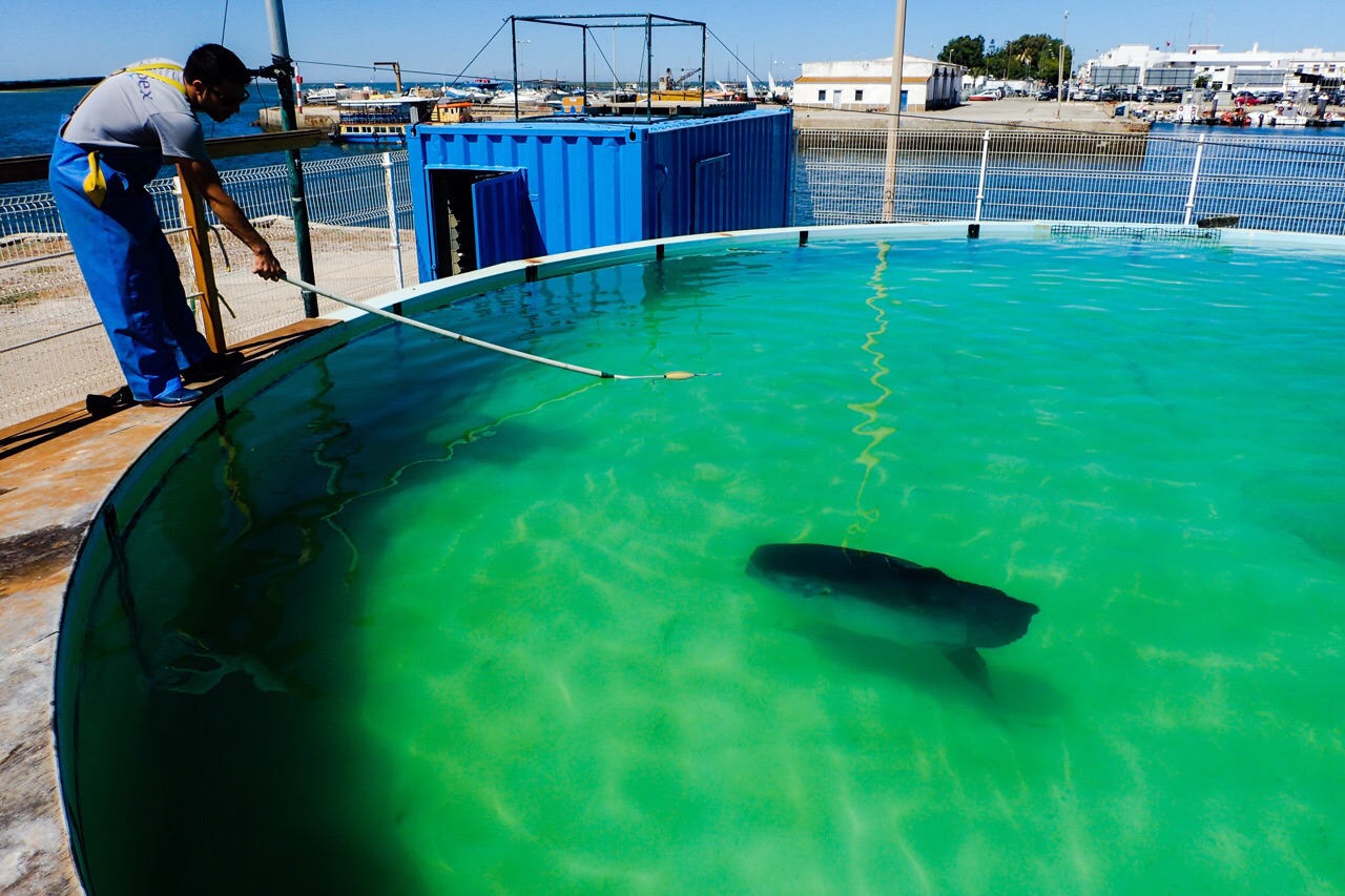 Masturus lanceolatus : ユーラシア大陸果ての定置網