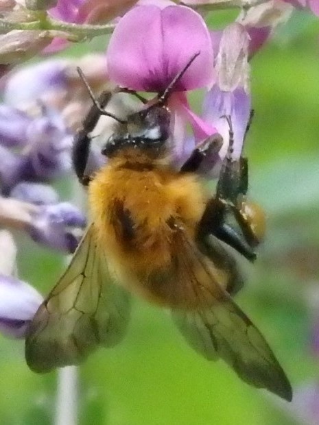 トラマルハナバチ ？ Bombus diversus ？ : 写ればおっけー。コンデジで虫写真