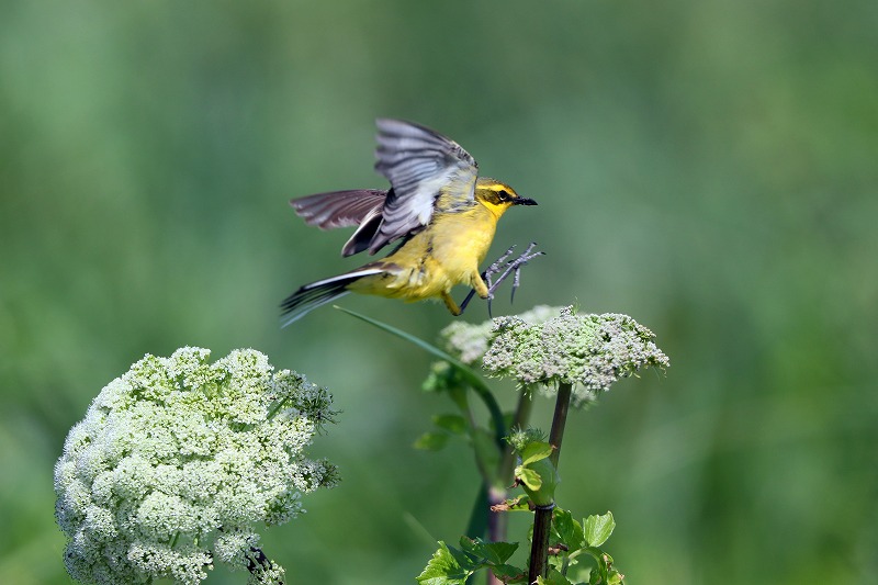 夏の北海道2016フレンドリーなツメナガセキレイ : 比企丘陵の自然