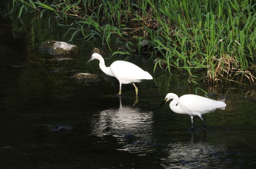 遂に我が畑にもお出ましになった : わらび徒然